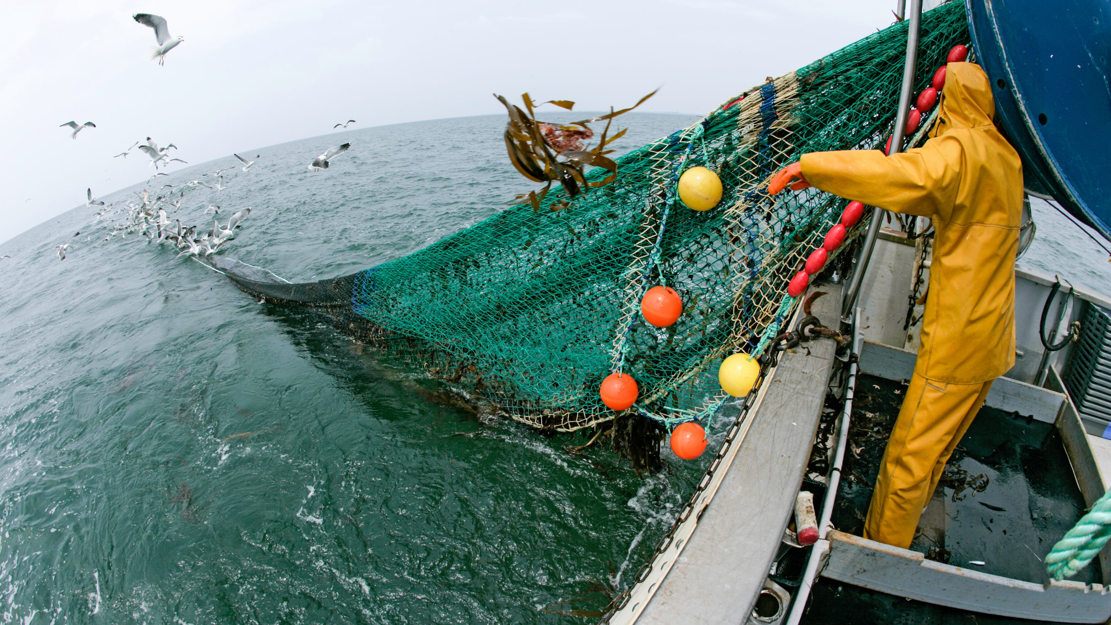 What is Bottom Trawling? – Chippin