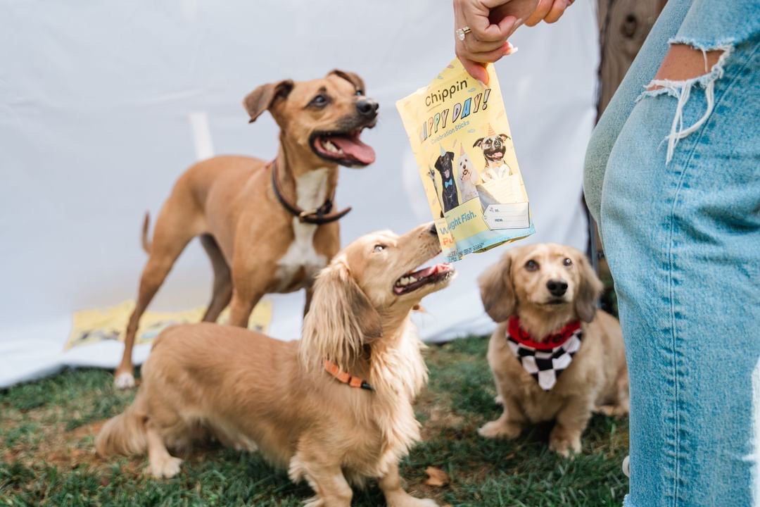 How to Throw a Dog Birthday Party That’s Fun, Festive, and Planet-Frie ...