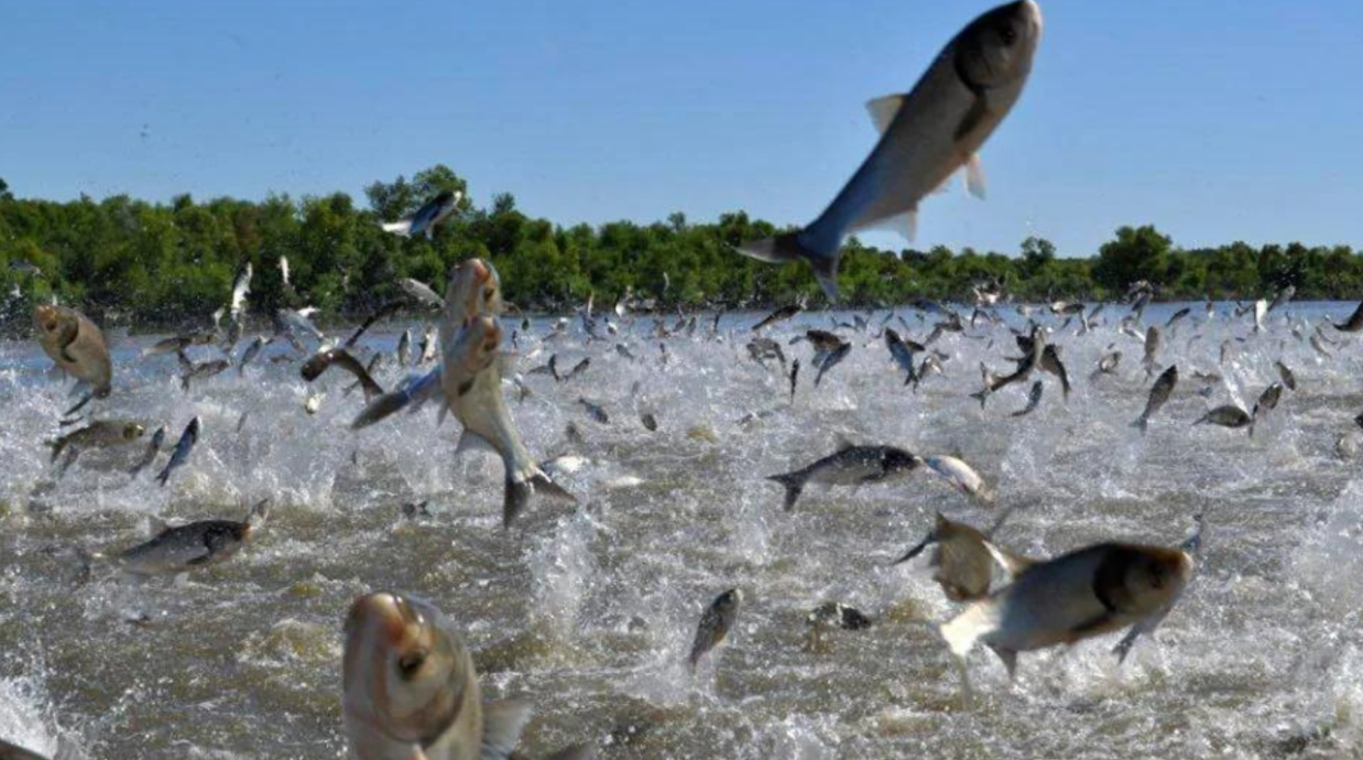 Why Silver Carp Is the Superfood Solution to an Invasive Fish Crisis ...