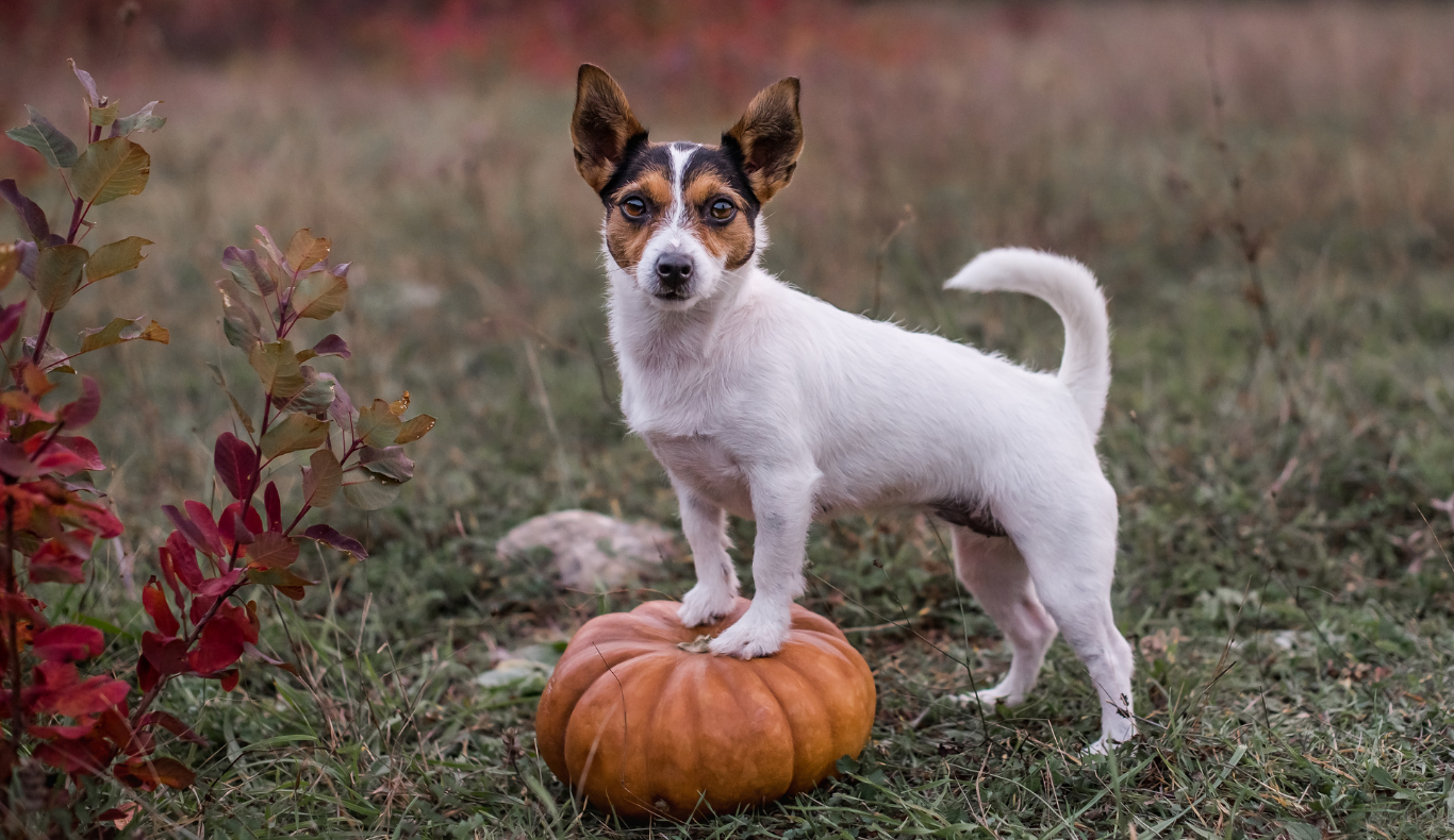 Pumpkin - Drool-Worthy Digestion Support – Chippin